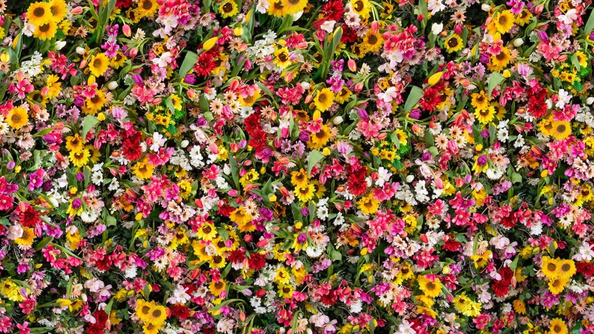 Dobbies | Creative showcase | Elvis